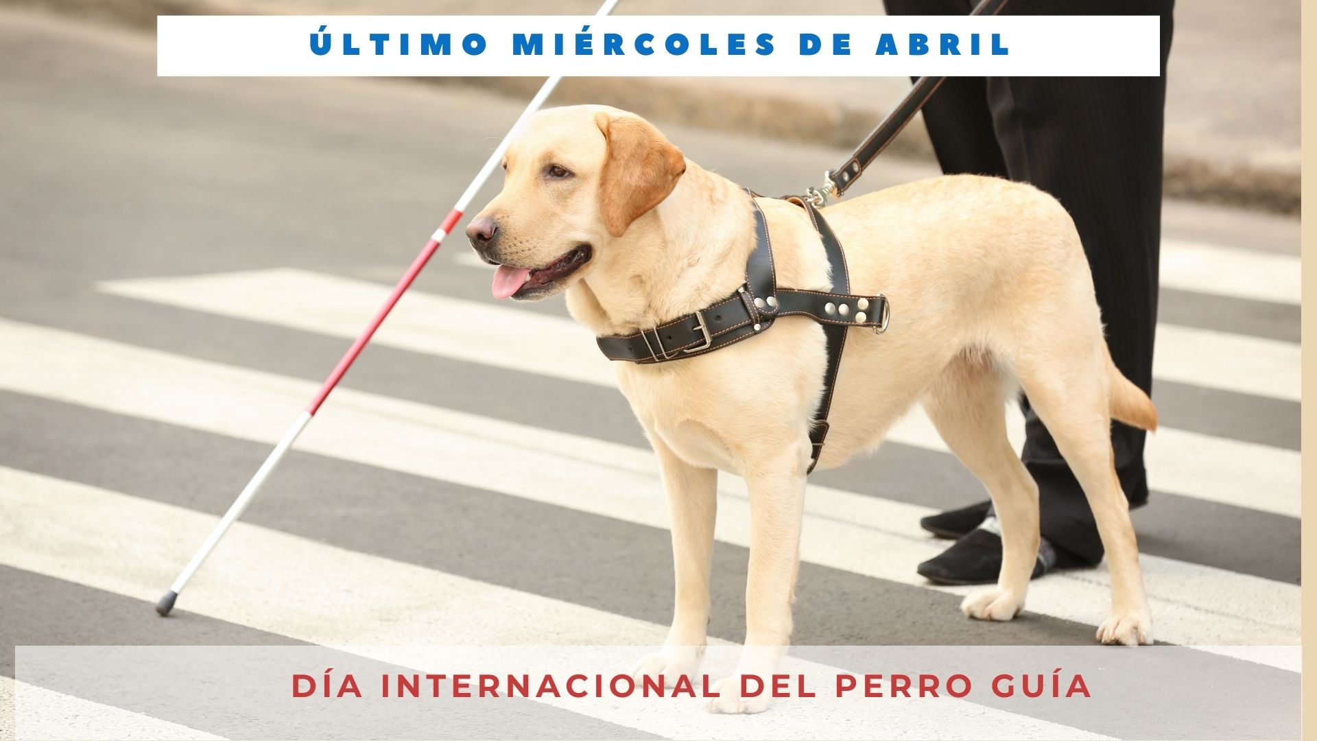 DÍA INTERNACIONAL DEL PERRO GUÍA - Último miércoles de abril - Día ...