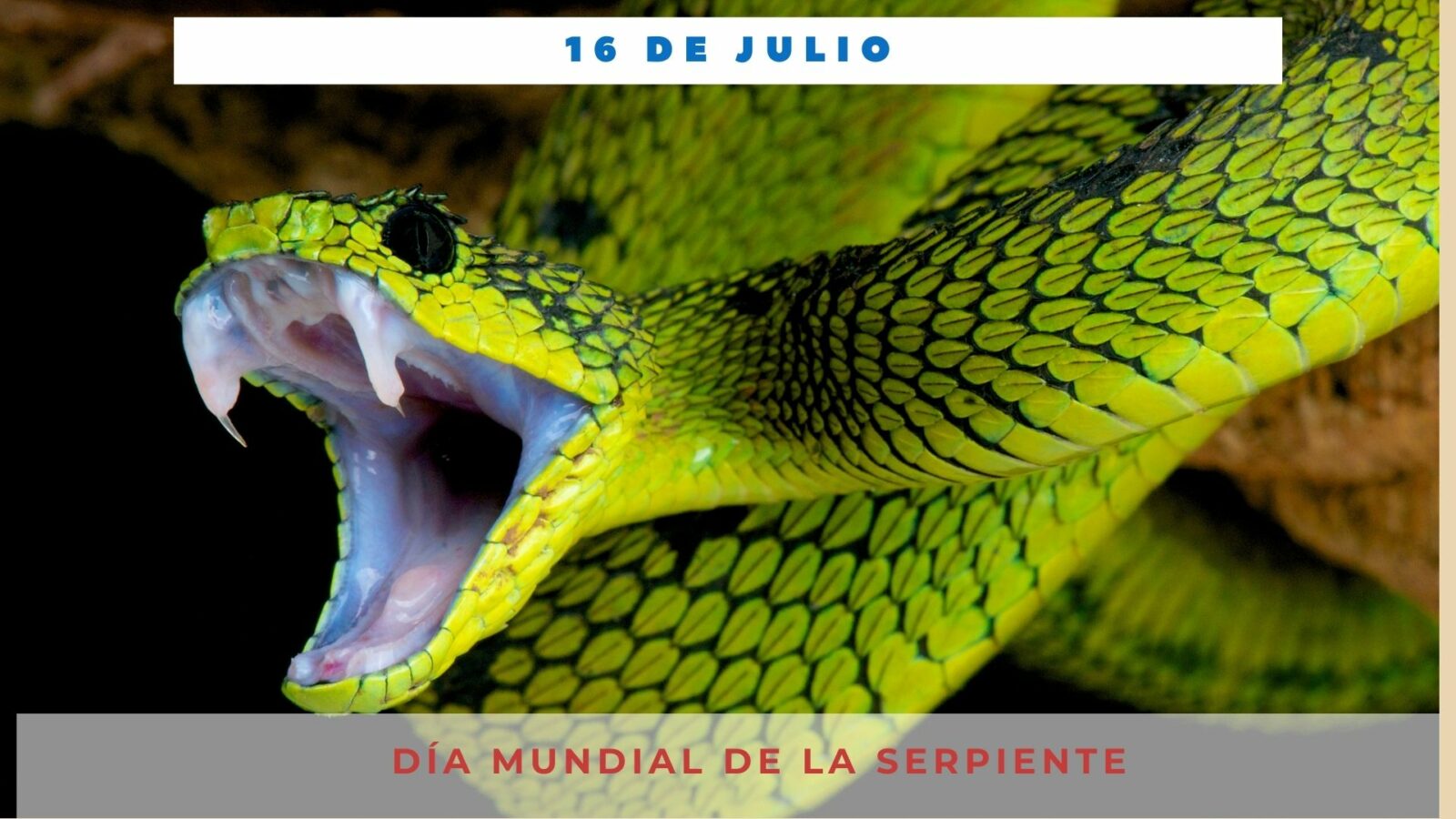 DÍA MUNDIAL DE LA SERPIENTE - 16 de julio - Día Internacional Hoy